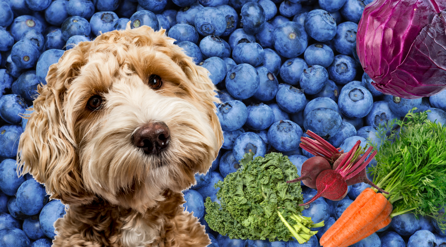 Top 5 Antioxidant-Rich Foods for Dogs – PAWDEGA